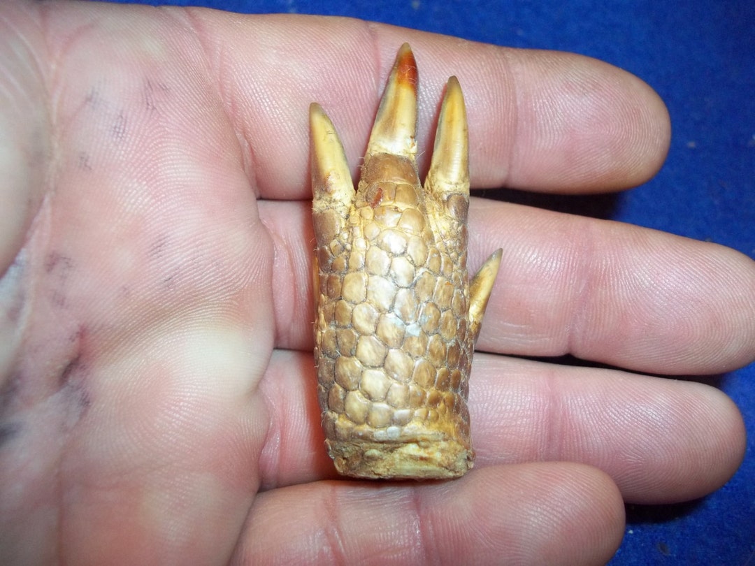 Armadillo Real Animal Taxidermy Foot Part - Etsy