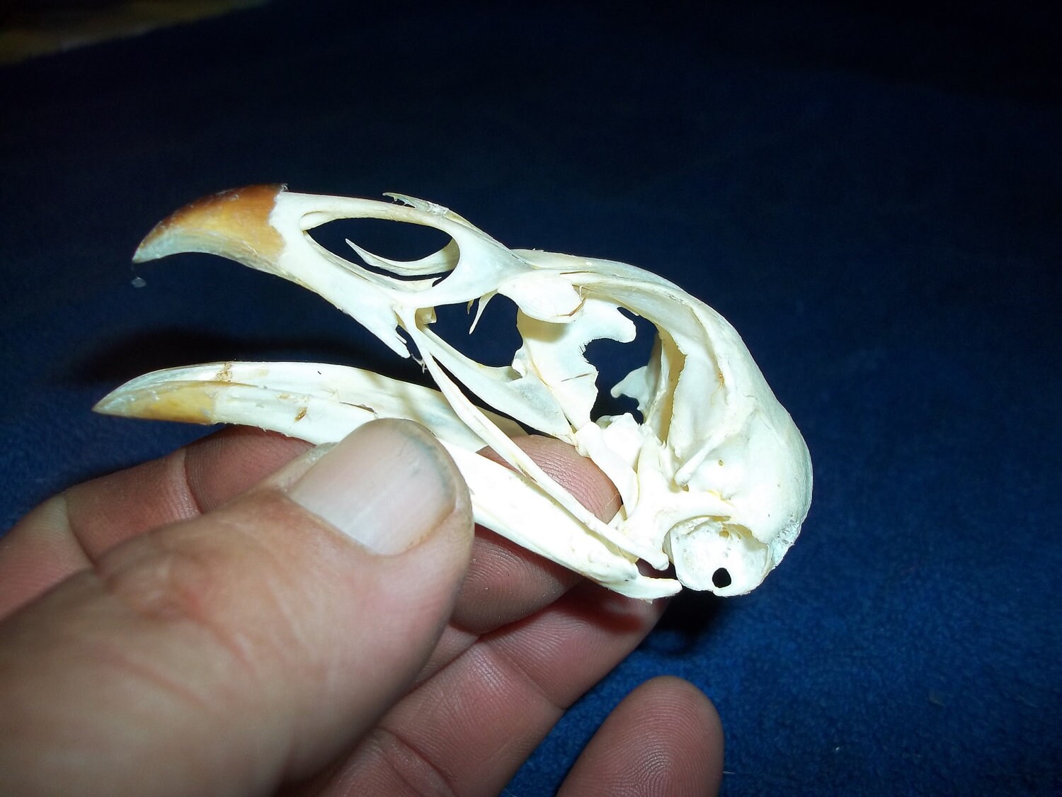1 Real Animal Bird Bone Chicken Skull Taxidermy Head Weird Part - Etsy