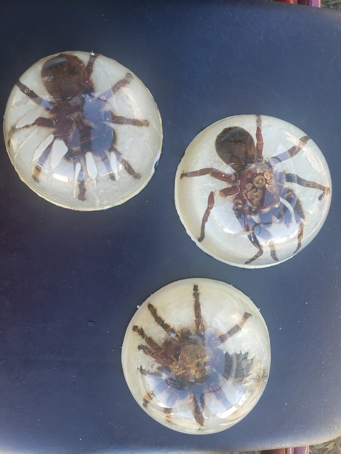 1 Tarantula Spider Paperweight Real Weird Part Piece Taxidermy - Etsy