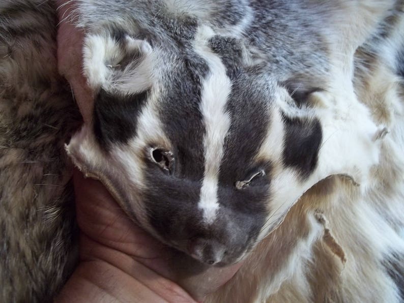 1 Tanned Badger Fur Hide Pelt Real Animal Skin Taxidermy Rug - Etsy