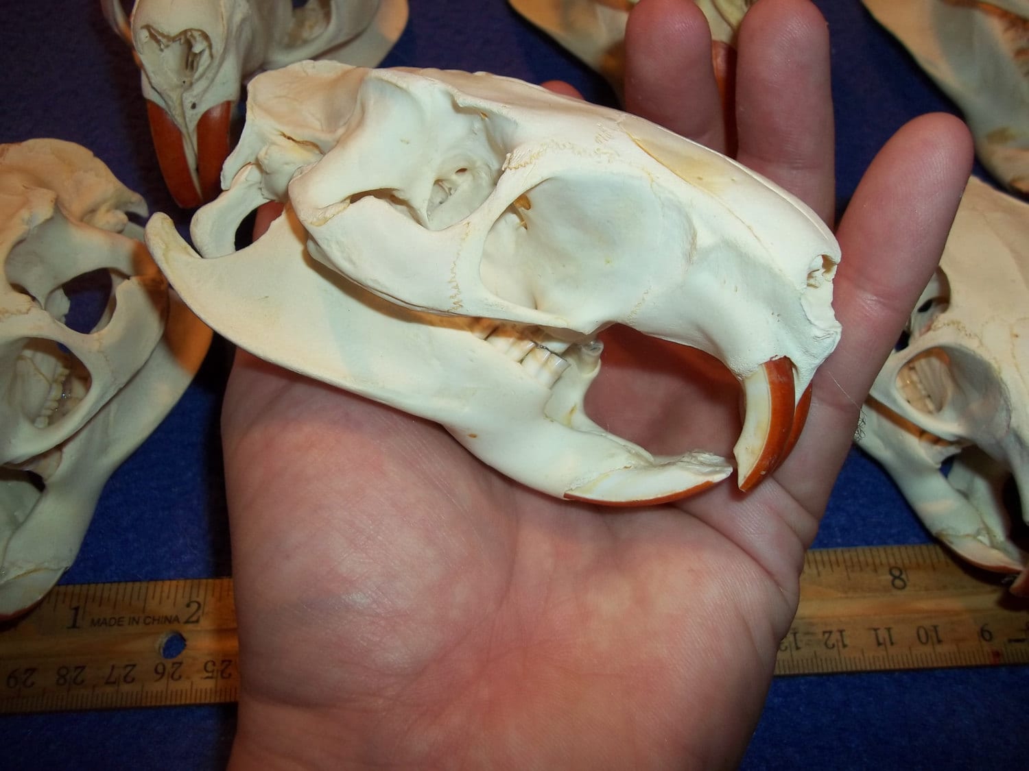 1 Real animal nutria rat rodent bone skull teeth craft good | Etsy