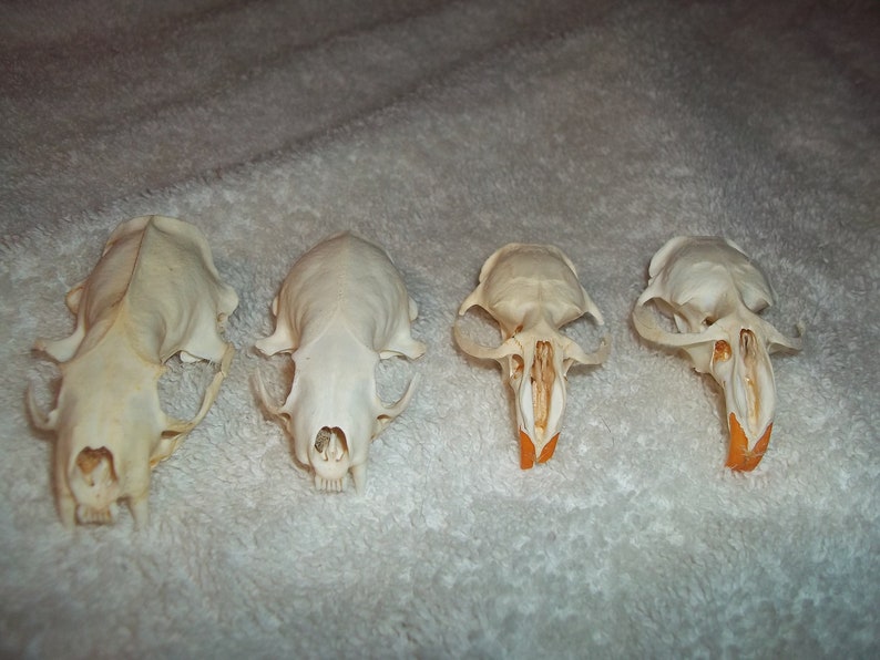 4 Real Animal Bone Taxidermy Mink Muskrat Skull Head Skeleton - Etsy