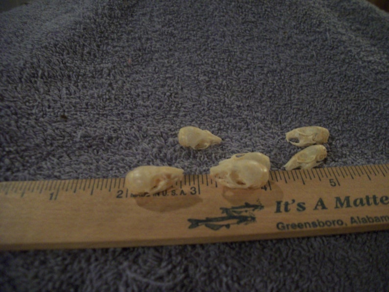 1 Real Animal Bone Rodent Mouse Skull Head Bone Taxidermy Art | Etsy