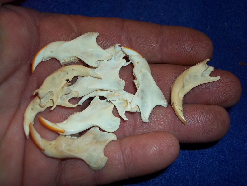 10 Squirrel Jaw Bones Real Animal Skull Head Taxidermy Skeleton Parts ...