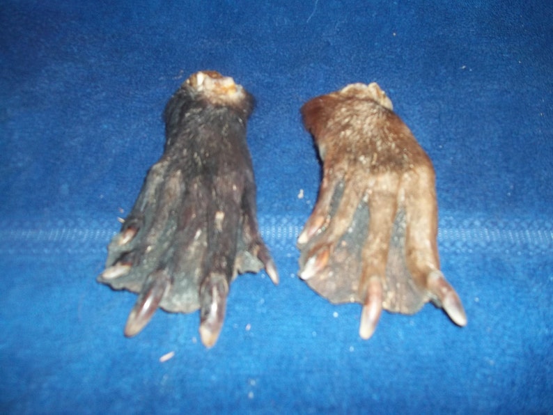 2 Real Animal Feet Foot Beaver Taxidermy Claw Part Weird Craft - Etsy