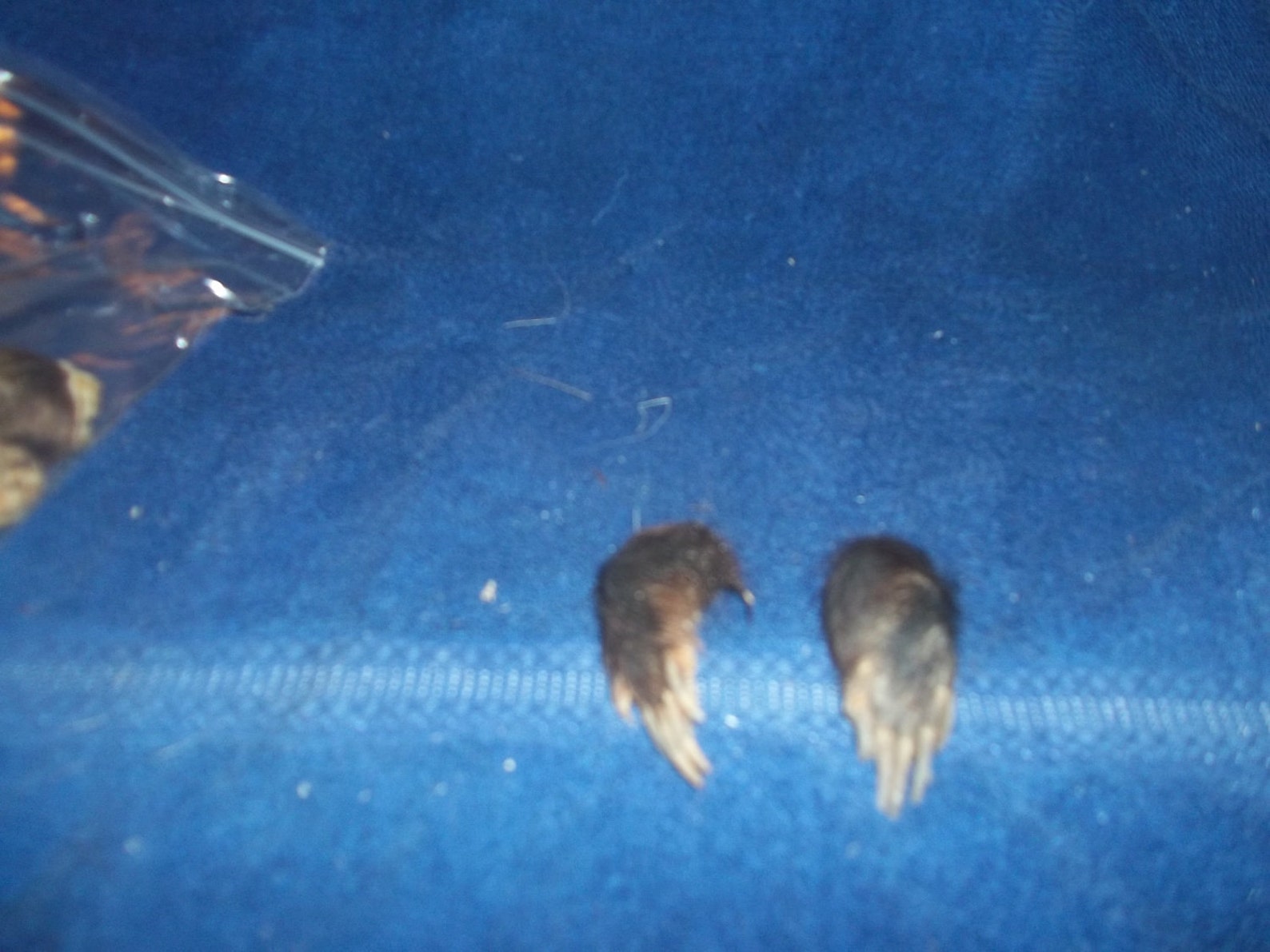 2 Skunk Feet Real Animal Bone Parts Weird Taxidermy Foot Craft - Etsy