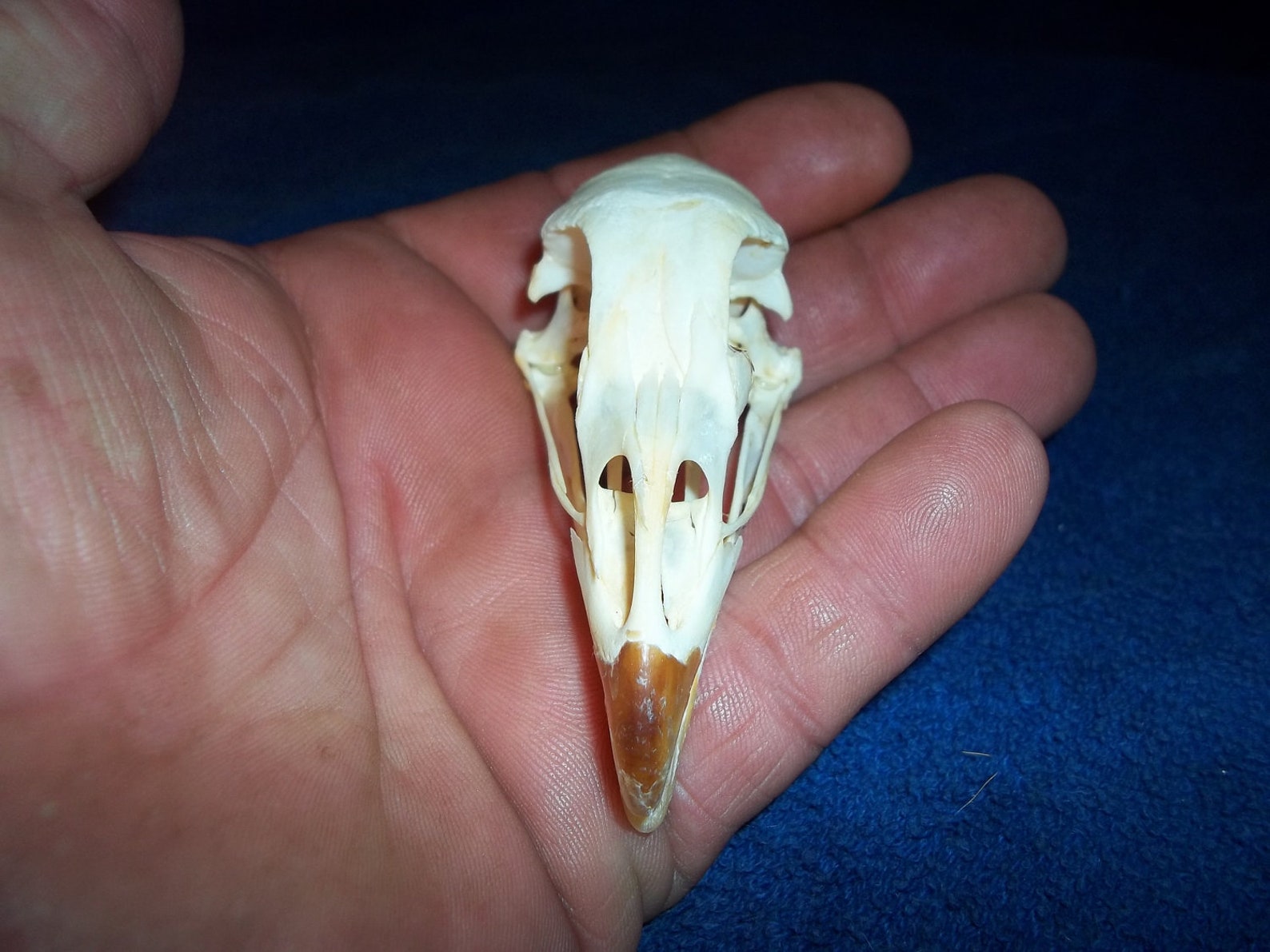 1 Real Animal Bird Bone Chicken Skull Taxidermy Head Weird Part - Etsy