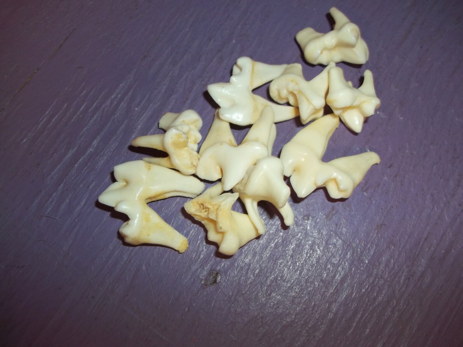 40 Real Animal Bone Drilled Coyote Fang Molar Teeth Taxidermy | Etsy