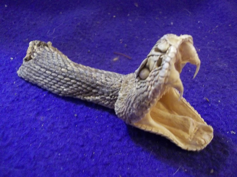 1 Real Animal Taxidermy Western Diamond Back Rattle Snake Head Stuffed ...
