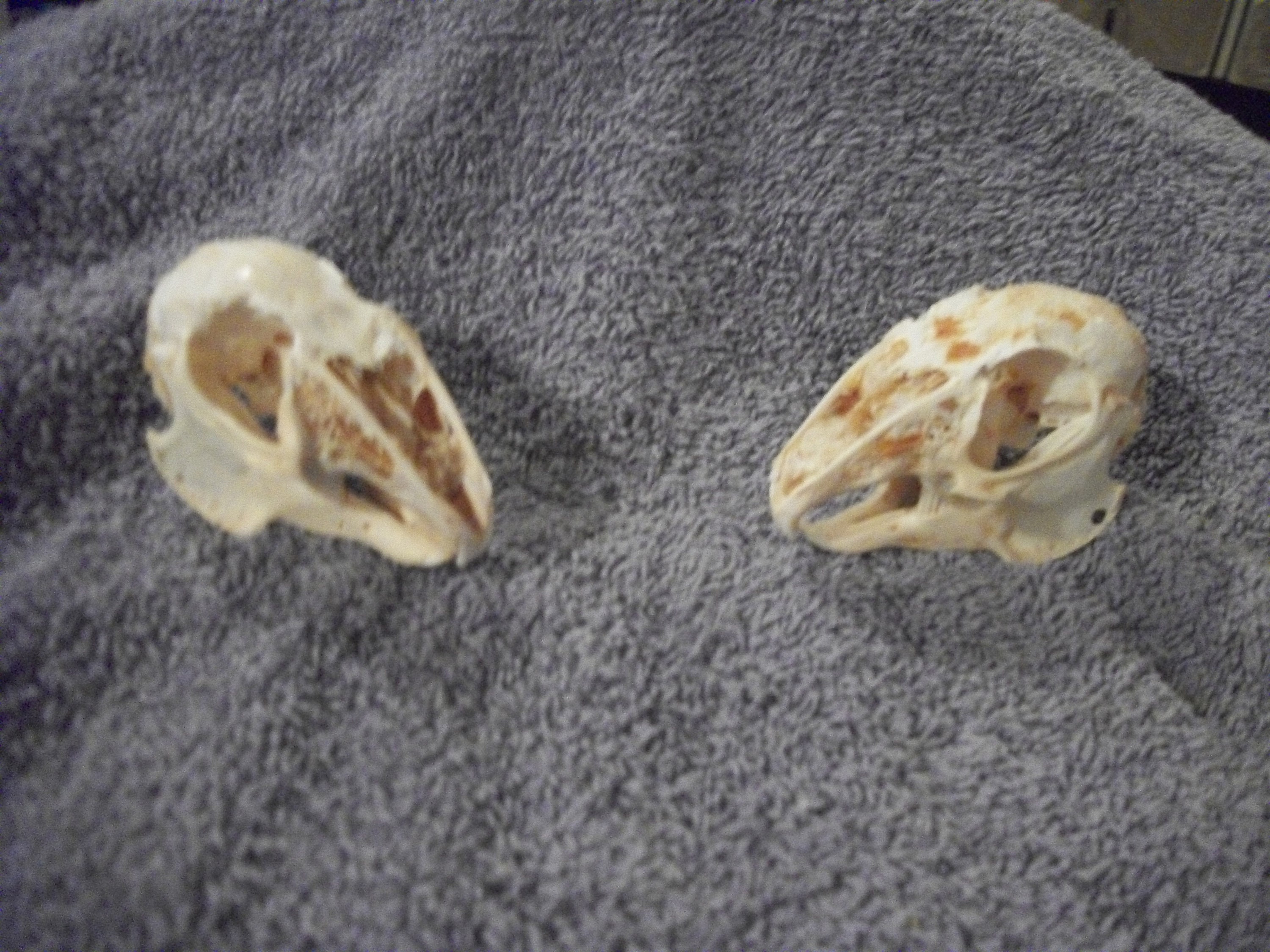 1 cottontail rabbit skull real animal bone skeleton part teeth | Etsy