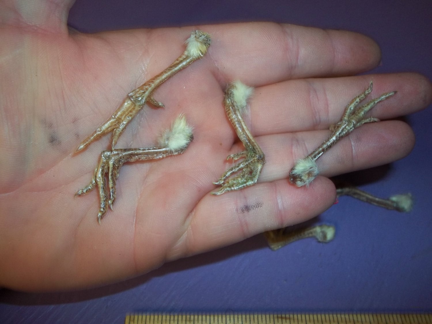 5 Real Pigeon Feet Animal Bird Fowl Game Feather Toes Claws Bones ...