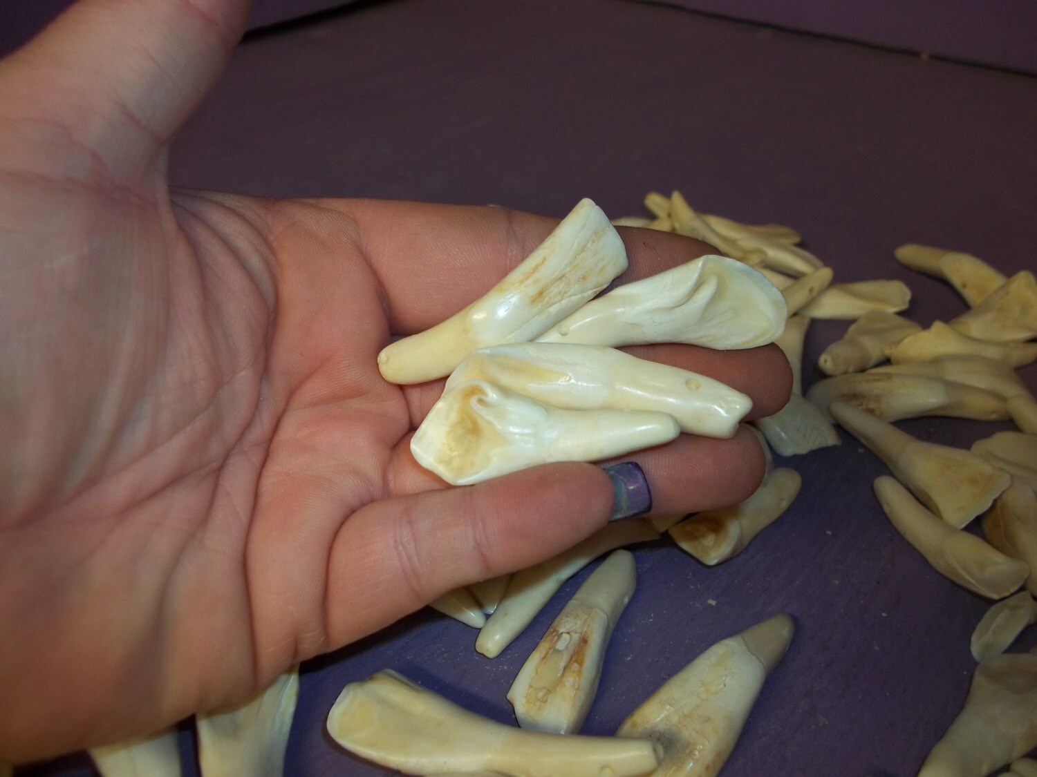 50 Real Animal Bone Buffalo Teeth Taxidermy Head Skull Skeleton Parts ...