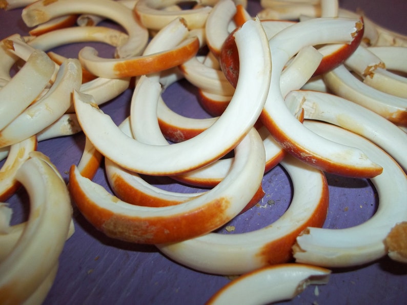 10 Real Animal Bone Beaver Teeth Taxidermy Skull Head Skeleton Parts - Etsy