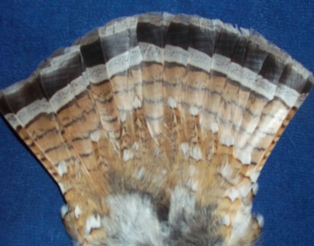 1 Real Animal Bird Feather Brown Grouse Tail Fan Parts - Etsy