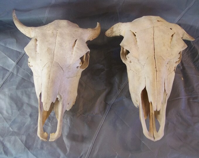 2 Real Animal Buffalo Bison Taxidermy Head Skeleton Skull Bone - Etsy