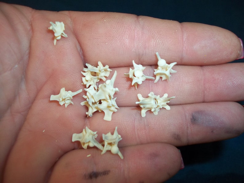 10 Sm Real Animal Back Bone Rattle Snake Vertebra Skeleton Part Craft ...