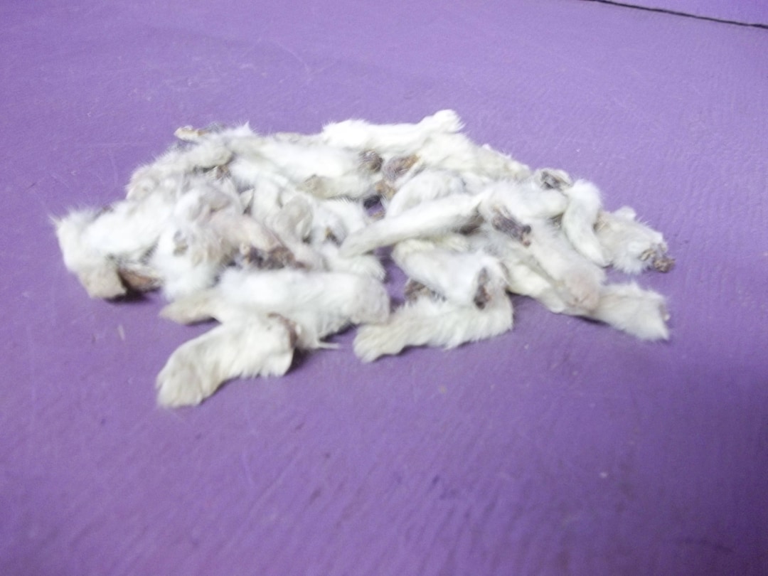 4 White Ermine Weasel Feet Real Animal Bone Taxidermy Weird Craft Parts ...