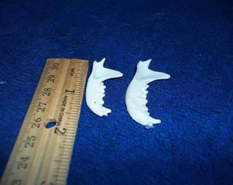 1 Real Mink Animal Bone Skull Skeleton Parts Teeth Collection - Etsy