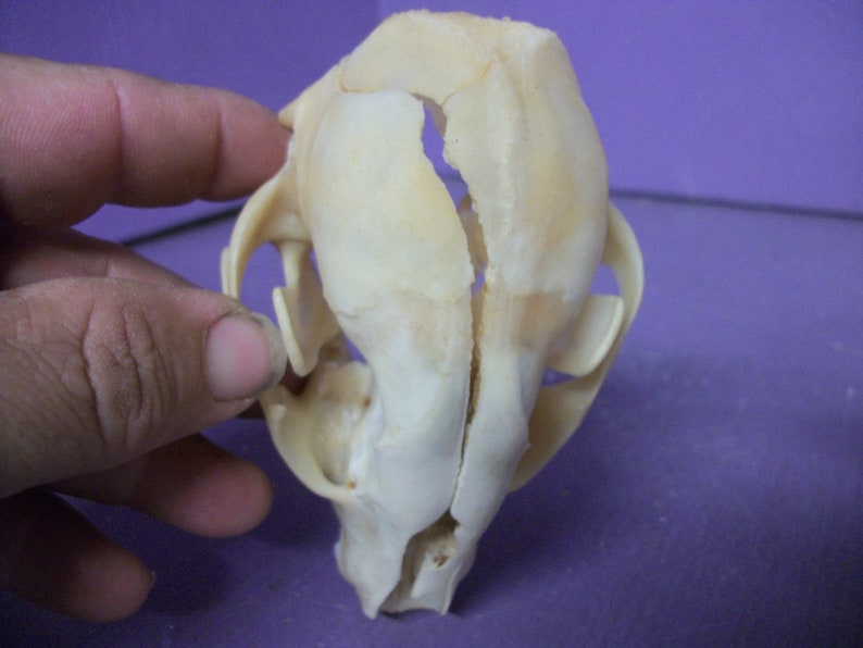 3 Real Animal Bone Raccoon Skull Head Skeleton Part Teeth - Etsy