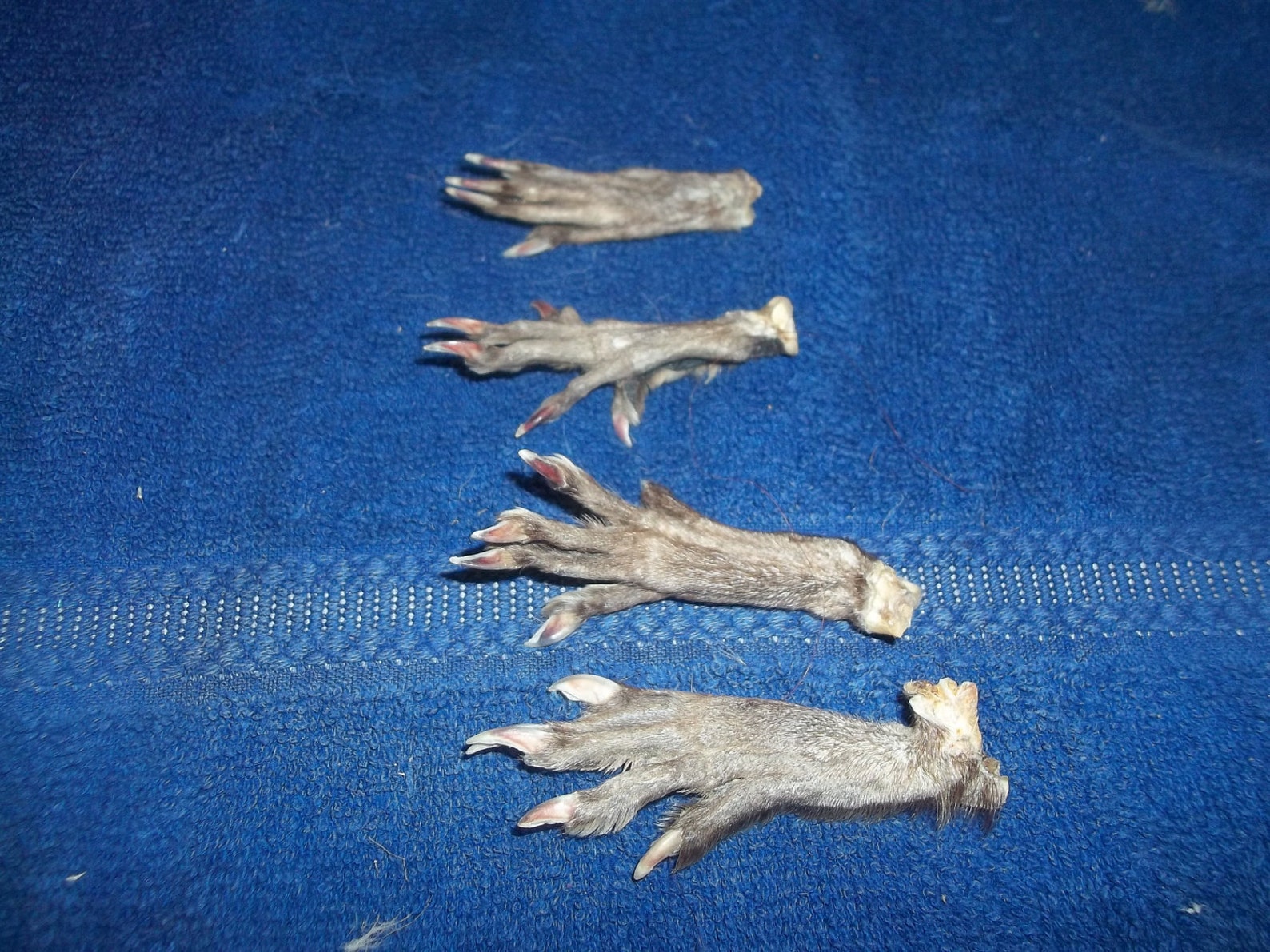 4 Muskrat Feet Real Animal Bone Taxidermy Weird Craft Parts Claws - Etsy