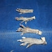 4 Muskrat Feet Real Animal Bone Taxidermy Weird Craft Parts Claws - Etsy