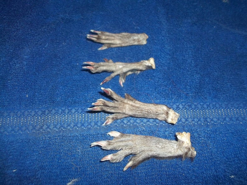 4 Muskrat Feet Real Animal Bone Taxidermy Weird Craft Parts Claws - Etsy