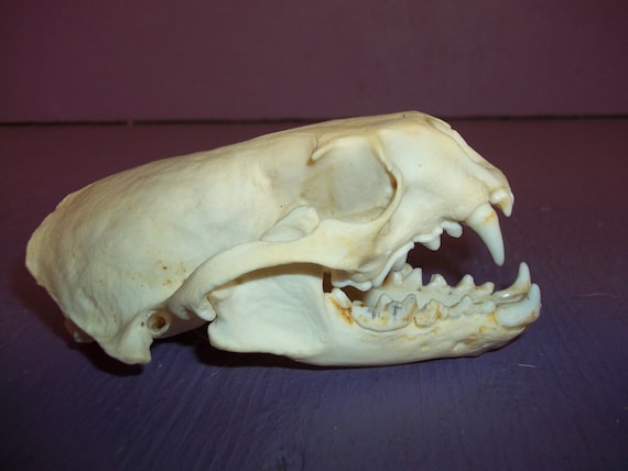 White Ermine Weasel Taxidermy Skull Jaws Skeleton Stoat Cleaned Skull ...