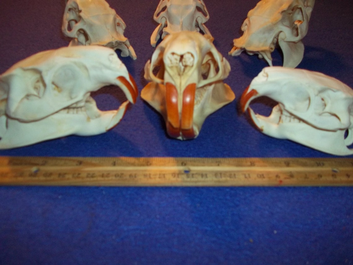 1 Real animal nutria rat rodent bone skull teeth craft good | Etsy