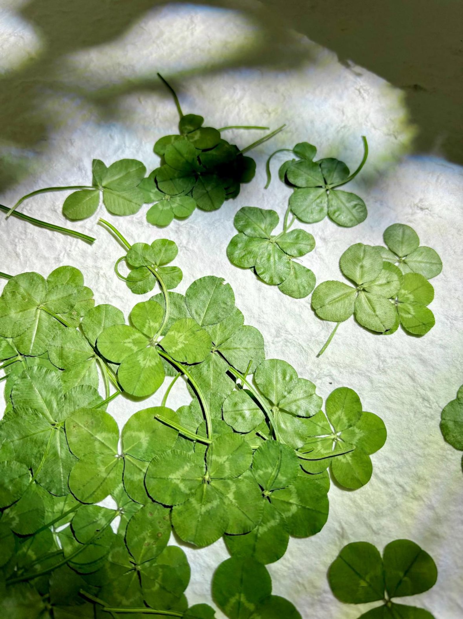 Real Four Leaf Clover – Genuine Dried Clover - Etsy