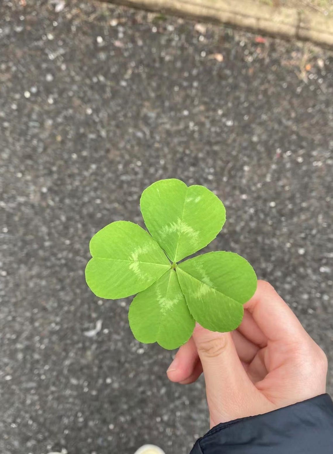 Real Four Leaf Clover Bookmark – Pressed Dried Lucky Charm Botanical ...