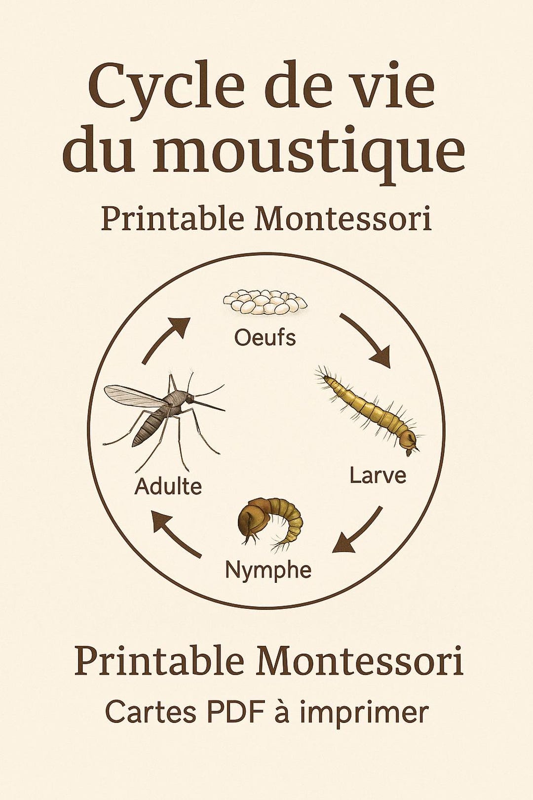 Montessori Mosquito Life Cycle – Printable – Preschool Science Activity ...