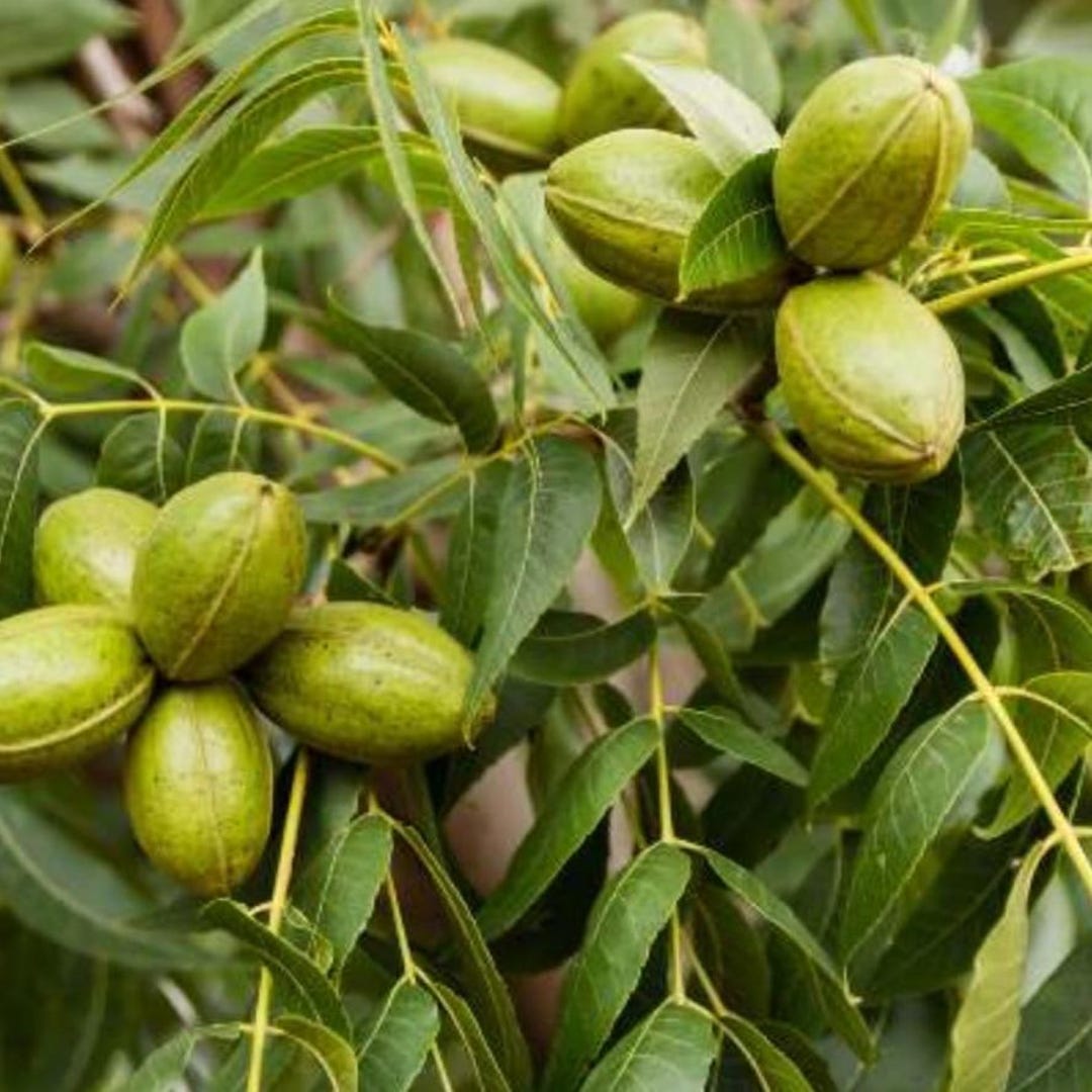 2 Hardy Pecan Tree Live Plant Bare Roots, 12 to 24 Inc Tall, Pecan Live ...