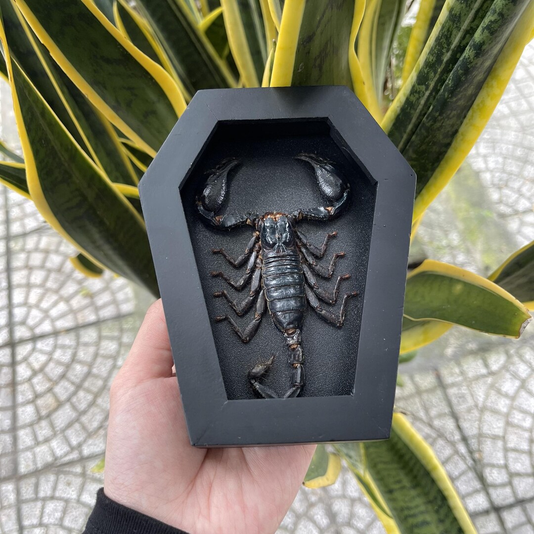 Preserved Real Scorpion Display Coffin Shadow Box Insect Art for Dark ...