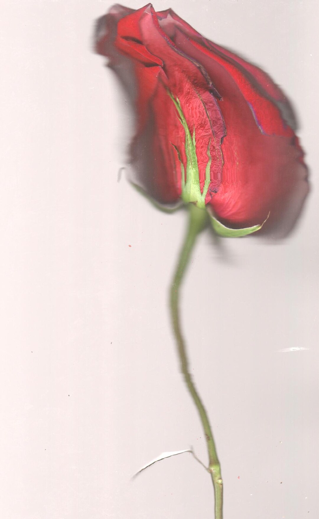 Botanical Scanner Art Print, Abstract, Minimalist - Etsy