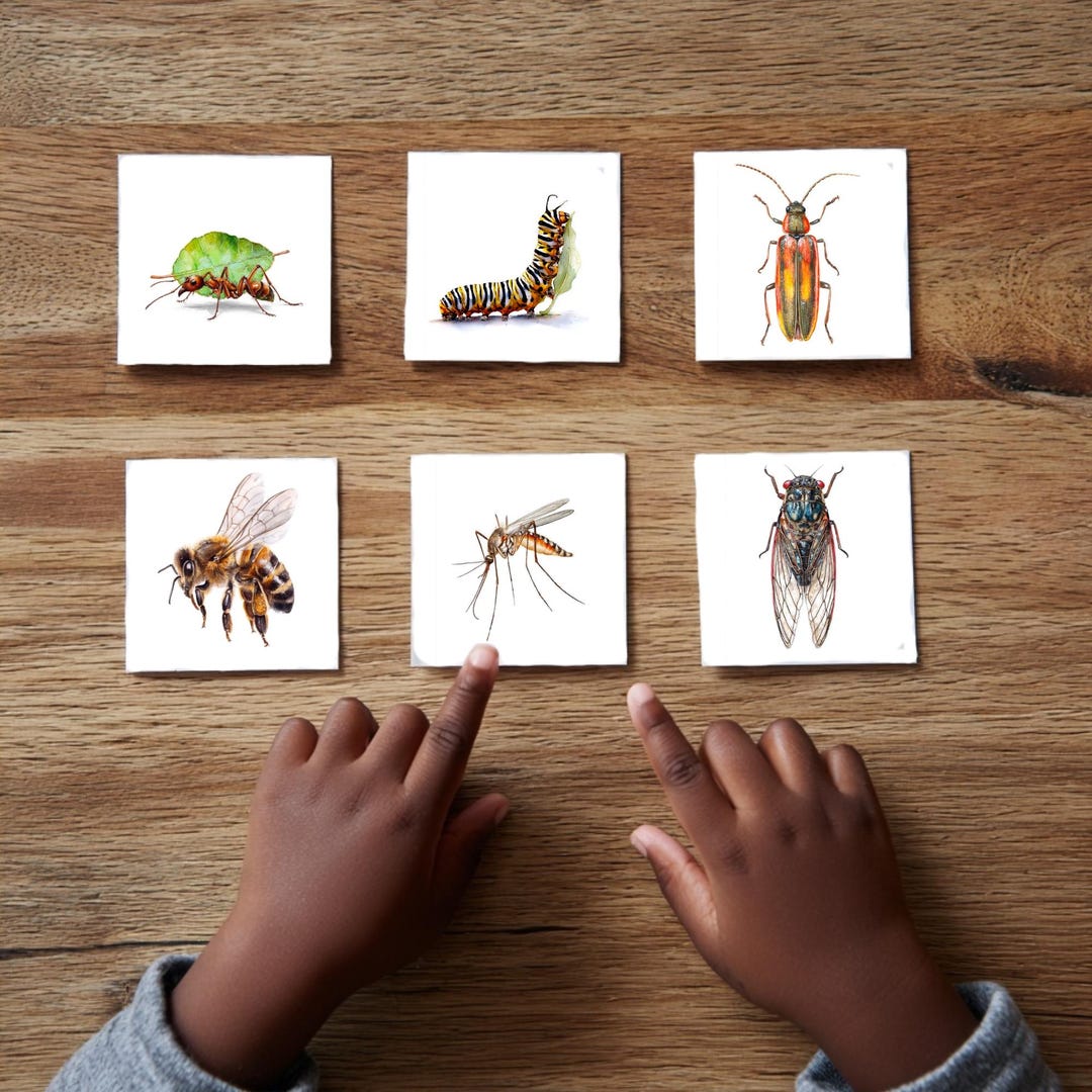 Insects Language Cards, Montessori Homeschool Activity, Pdf Printable ...