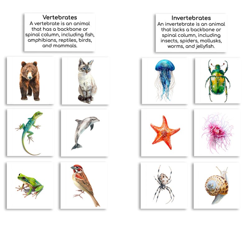 Vertebrate and Invertebrate Science Classification Cards, Digital ...