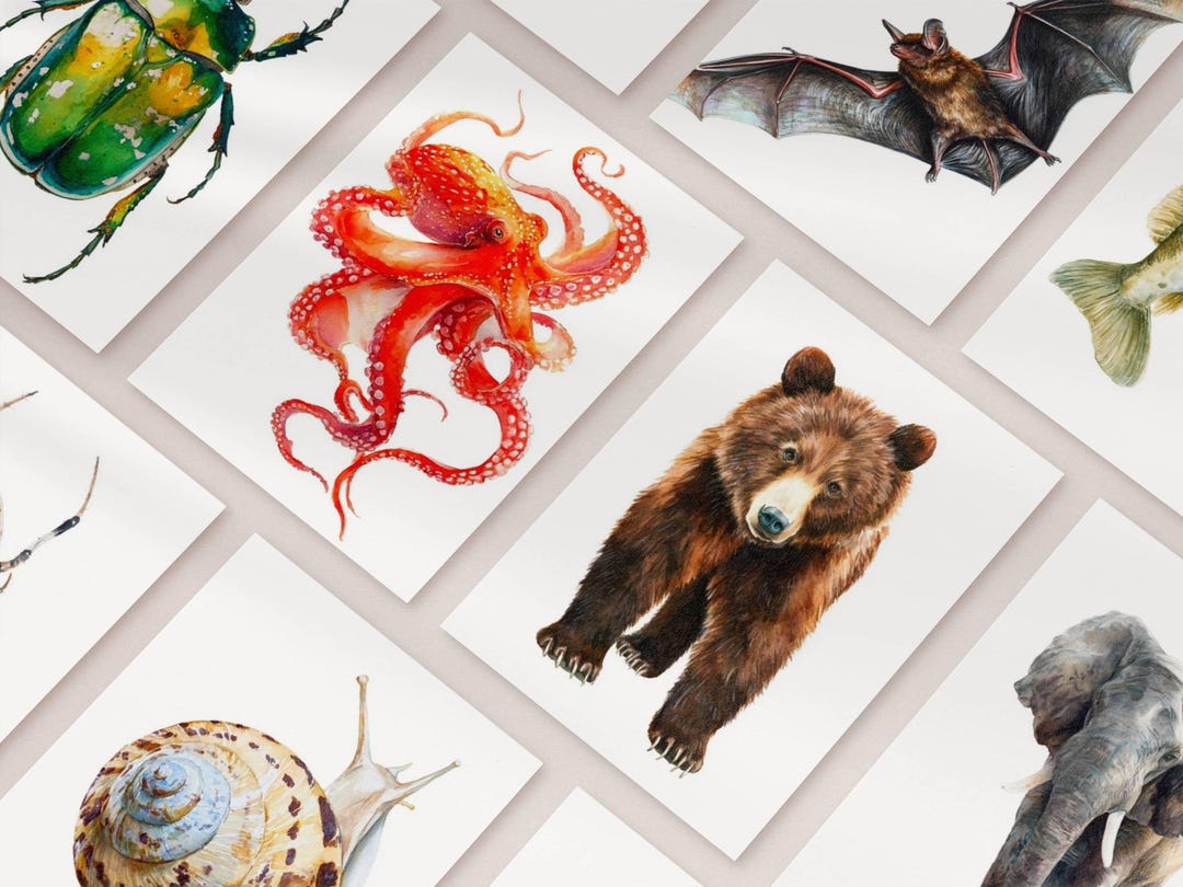 Vertebrate and Invertebrate Science Classification Cards, Digital ...