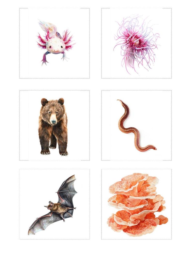 Vertebrate and Invertebrate Science Classification Cards, Digital ...