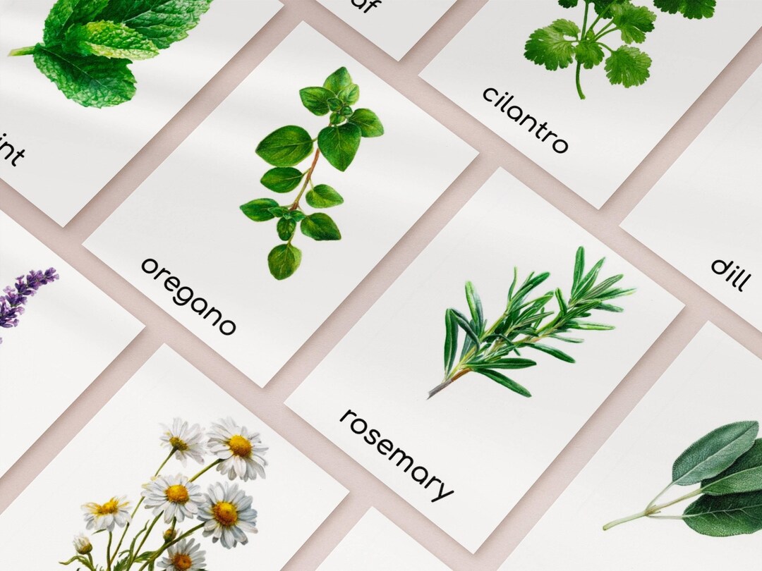 Herbs Montessori Flashcards, Pdf Download - Etsy