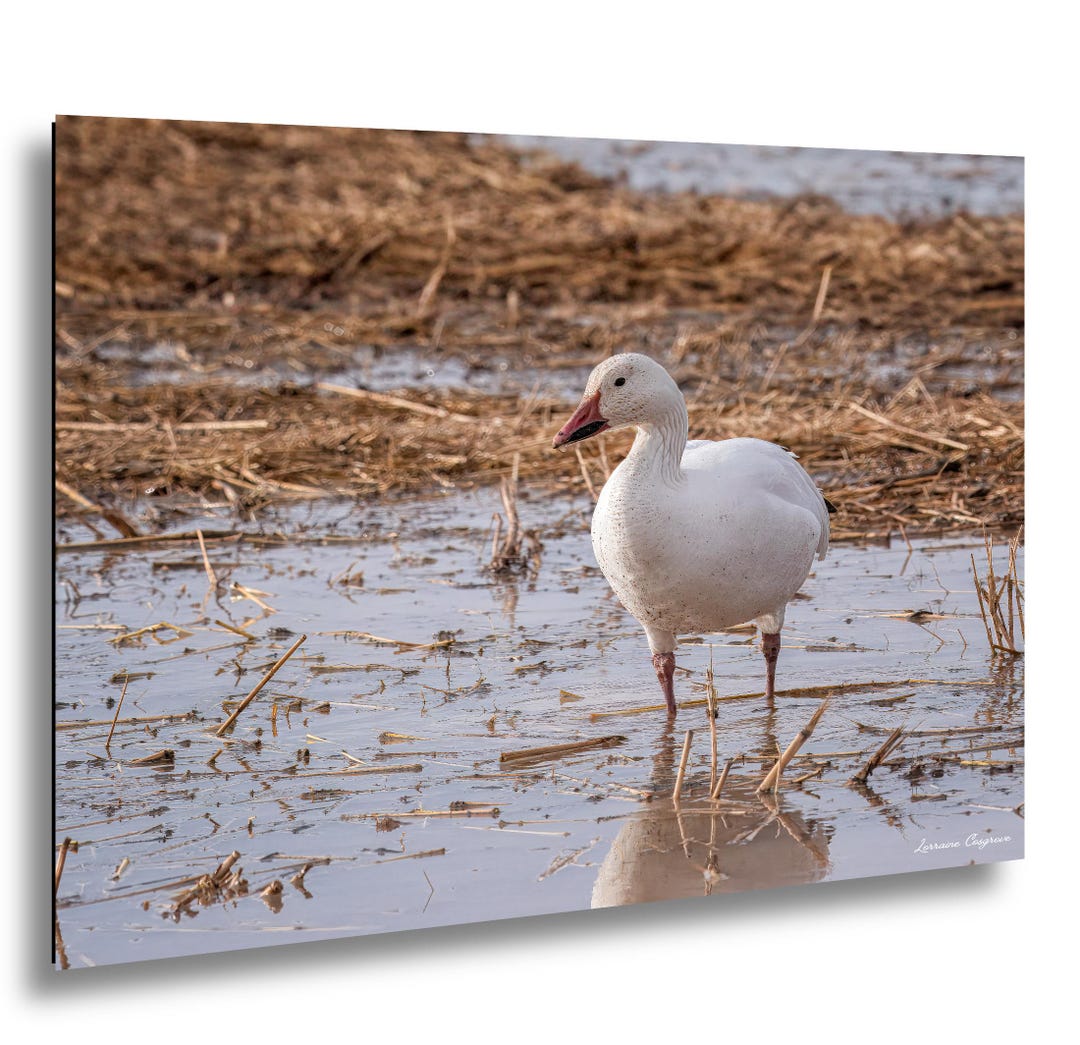 Snow Goose Standing Photo, White Goose Wall Art, Wildlife Bird Print ...