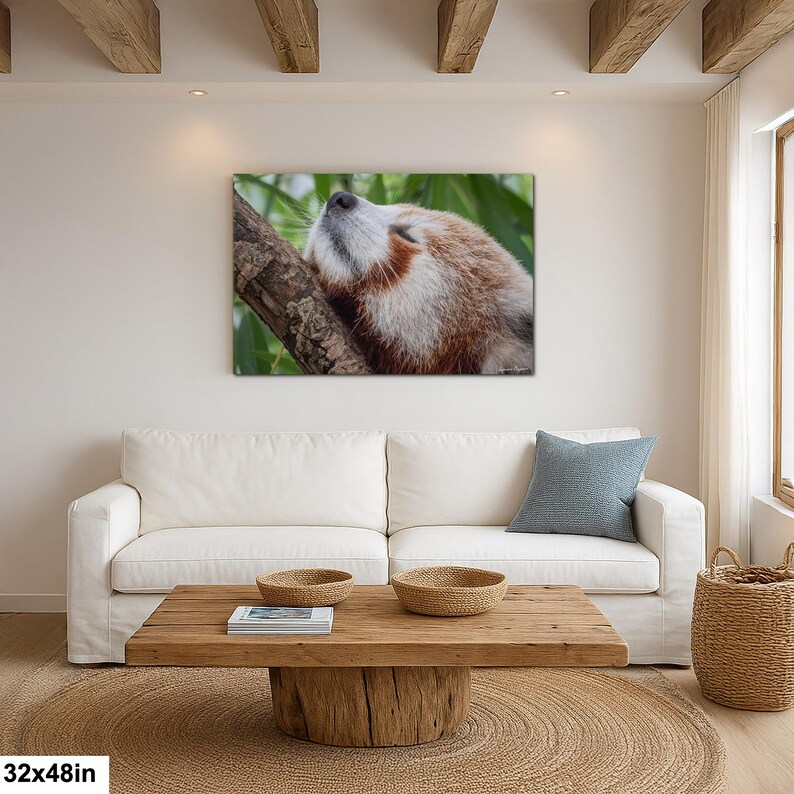 Red Panda Photo, Franklin Park Zoo Boston Wildlife Print, Red Panda ...