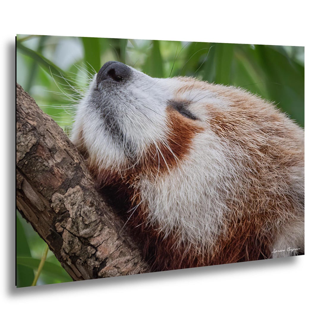 Red Panda Photo, Franklin Park Zoo Boston Wildlife Print, Red Panda ...