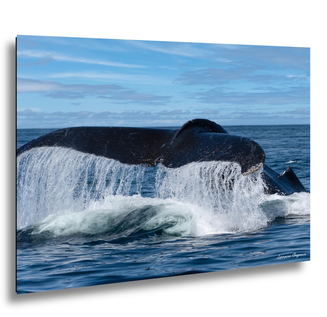 Humpback Whale Tail Splash Photo, Whale Fluke Wall Art, Ocean Wildlife ...