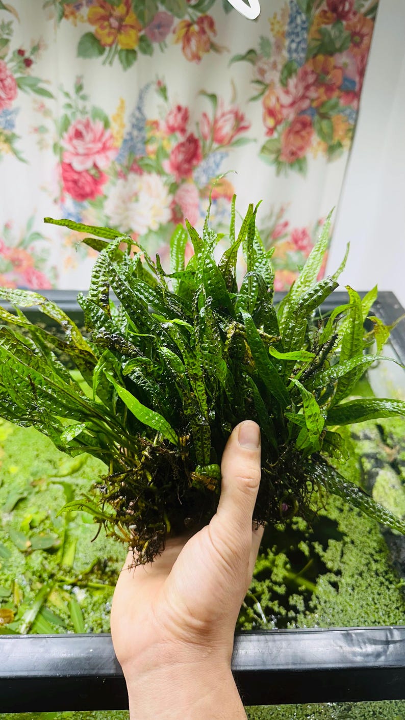 Buy 2 Get 1 FREE - Java Fern Needle Leaf - Microsorum Pteropus - Narrow ...