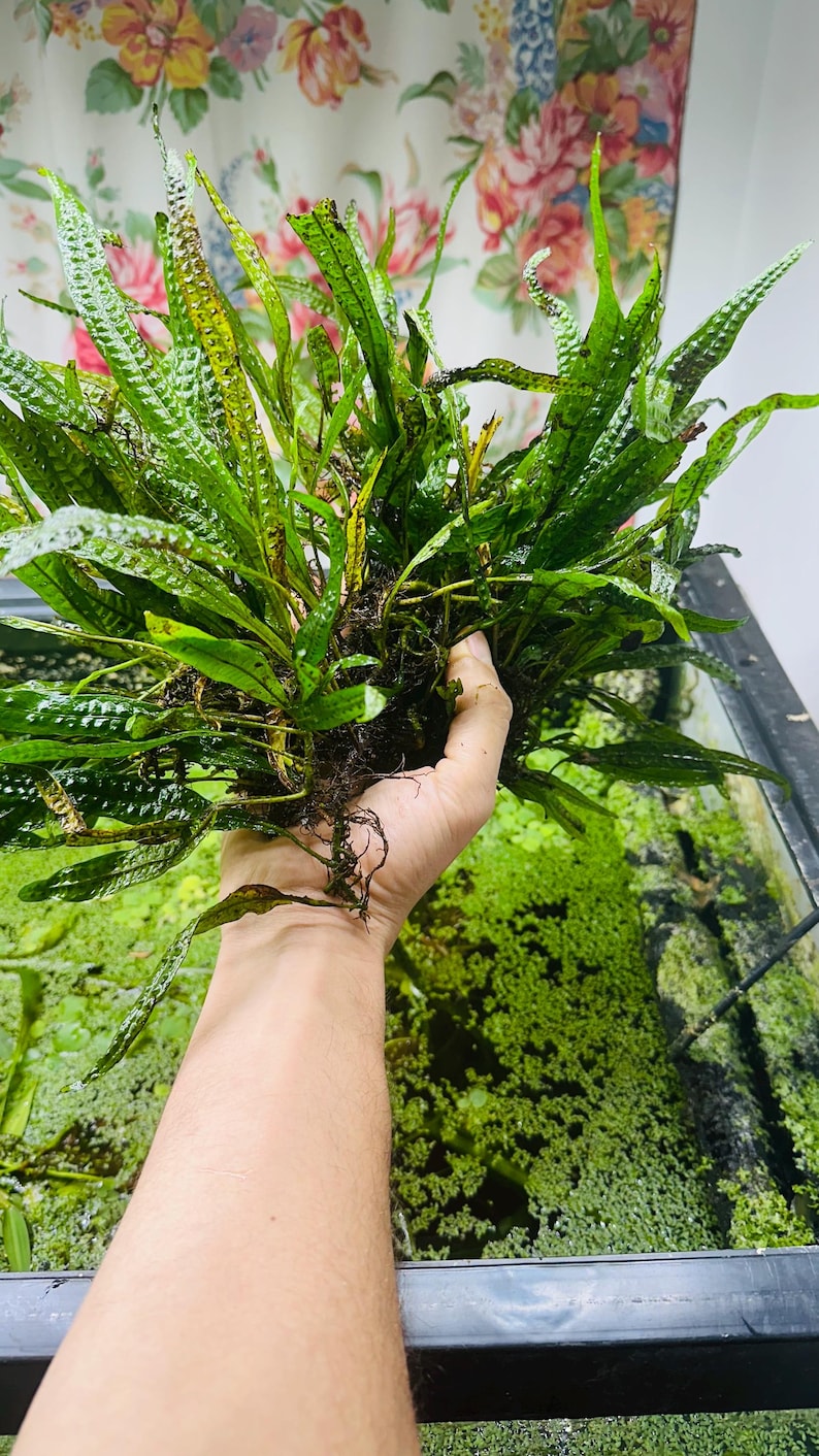 Buy 2 Get 1 FREE - Java Fern Needle Leaf - Microsorum Pteropus - Narrow ...