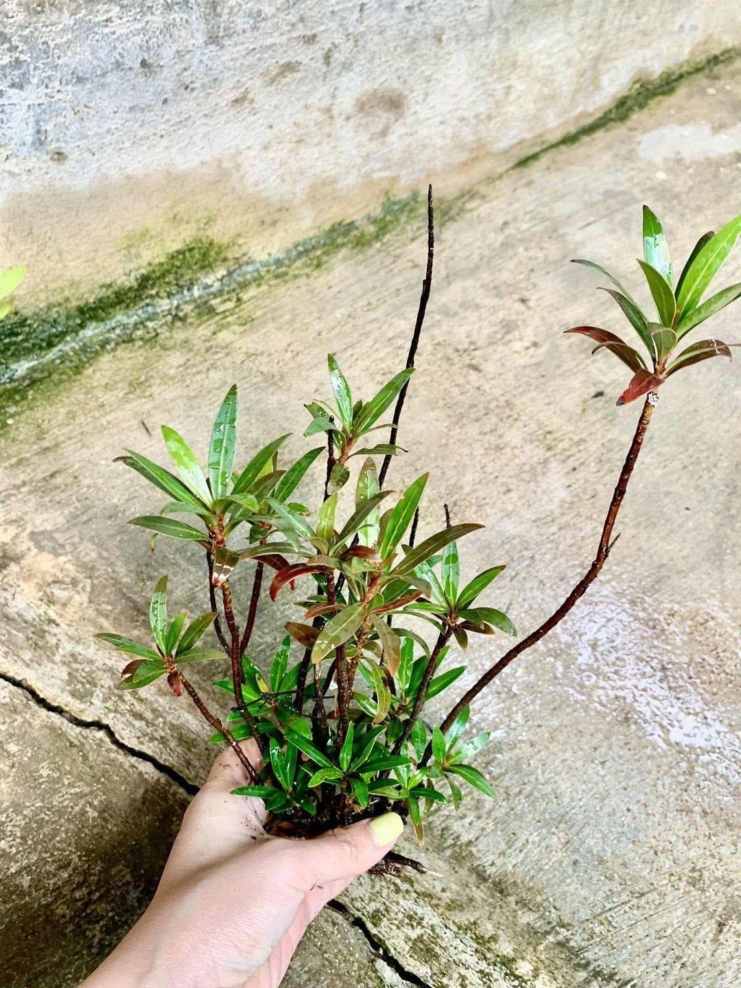 Buy 3 Get 1 FREE - Homonoia Riparia Mi Nuong - Semi Aquatic Rheophyte ...