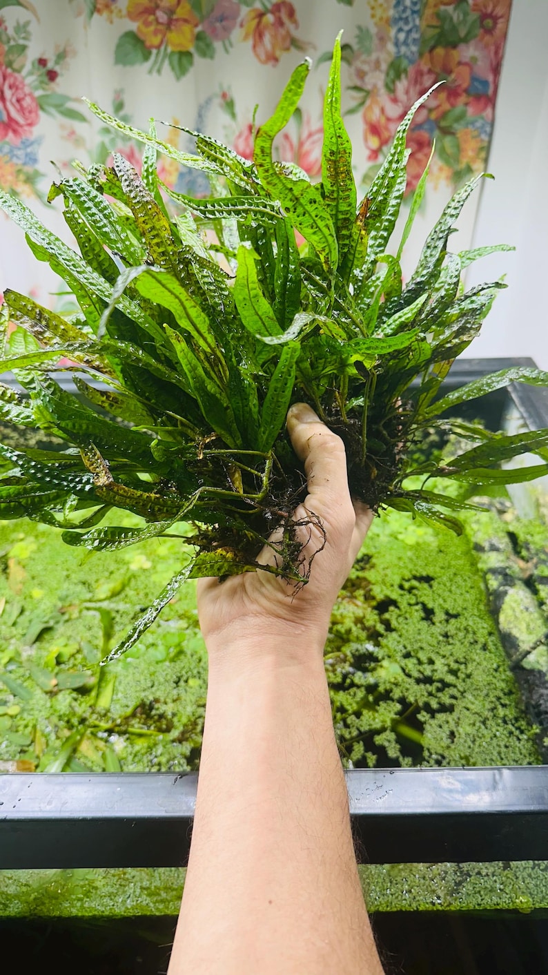 Buy 2 Get 1 FREE - Java Fern Needle Leaf - Microsorum Pteropus - Narrow ...