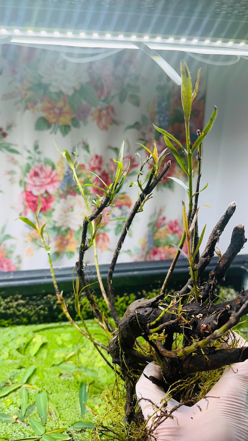 Buy 3 Get 1 FREE - Homonoia Riparia Mi Nuong - Semi Aquatic Rheophyte ...