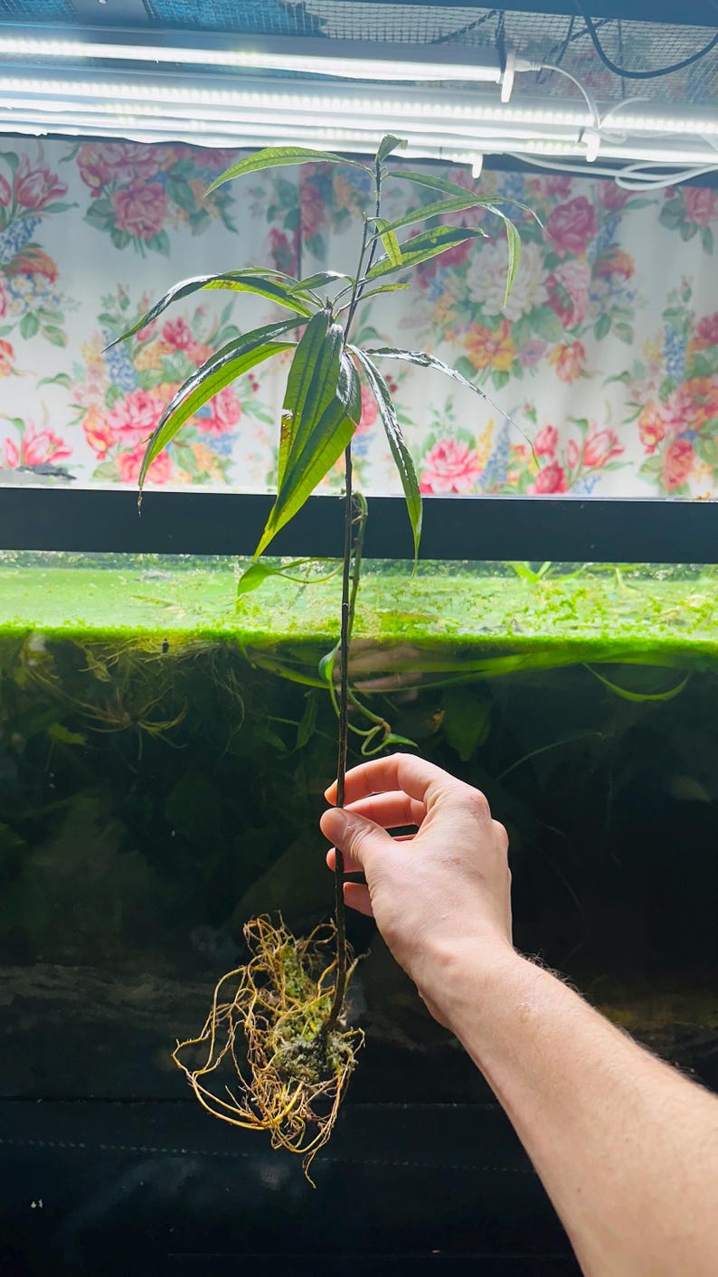 Buy 3 Get 1 FREE - Homonoia Riparia Mi Nuong - Semi Aquatic Rheophyte ...