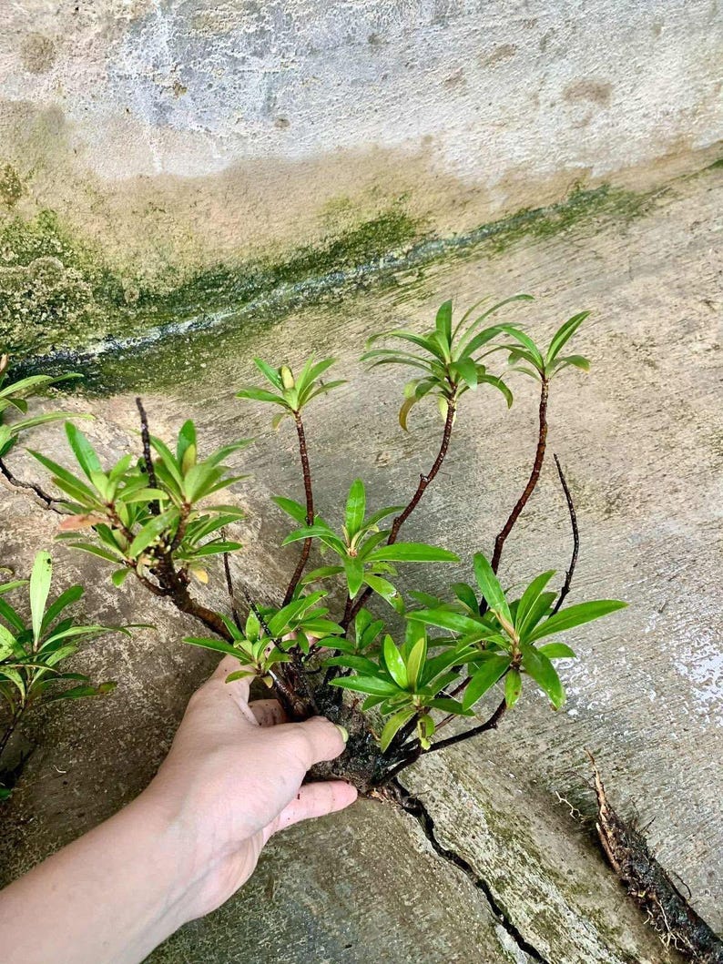 Buy 3 Get 1 FREE - Homonoia Riparia Mi Nuong - Semi Aquatic Rheophyte ...